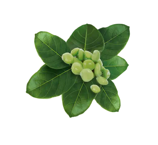 Griffonia: proprietà, benefici e utilizzi - Novanight